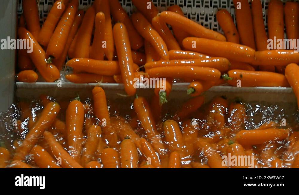 Vegetable sorting system Stock Videos & Footage - HD and 4K Video Clips ...