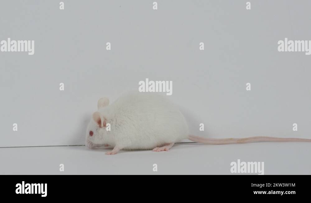Lab mouse maze Stock Videos & Footage - HD and 4K Video Clips - Alamy