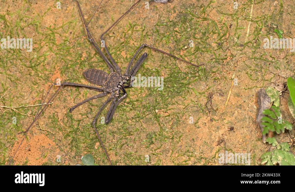 Scorpion wall Stock Videos & Footage - HD and 4K Video Clips - Alamy