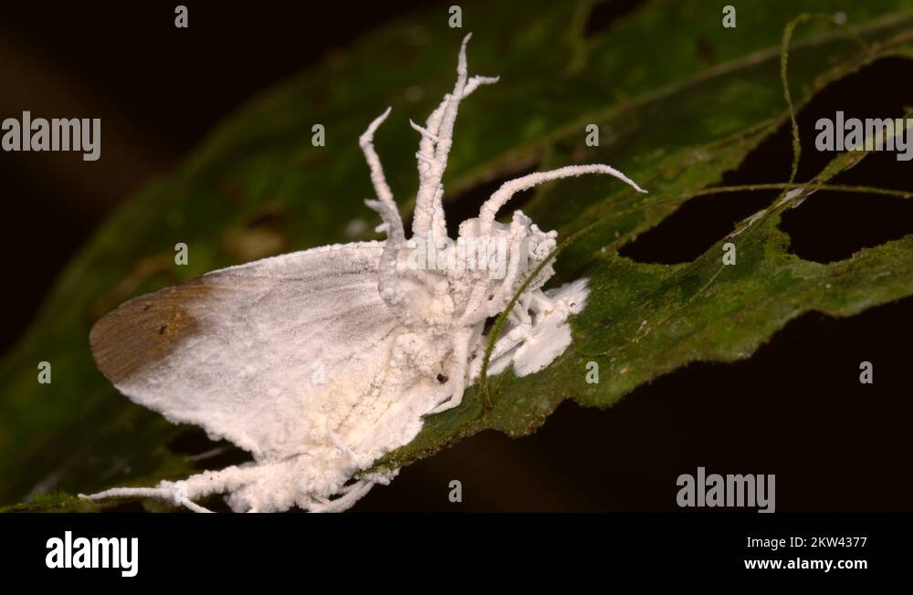 Cordyceps fungus parasitizing a moth Stock Video Footage - Alamy