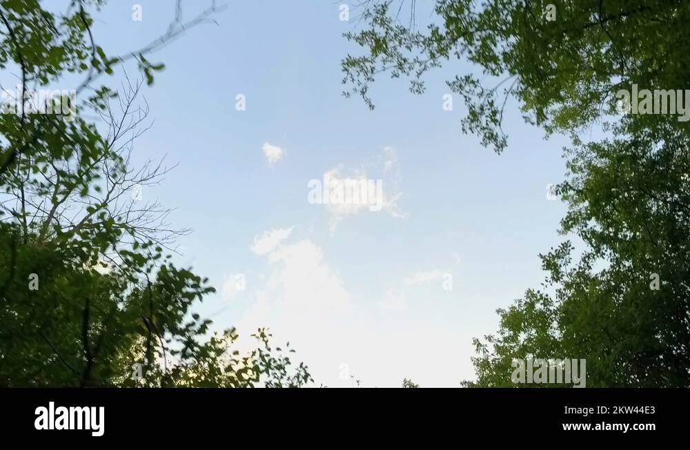 Forest looking straight up Stock Videos & Footage - HD and 4K Video ...