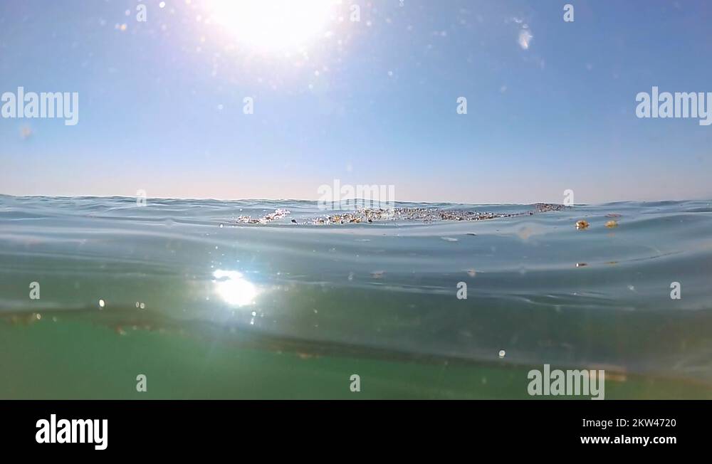 Plant surf Stock Videos & Footage - HD and 4K Video Clips - Alamy