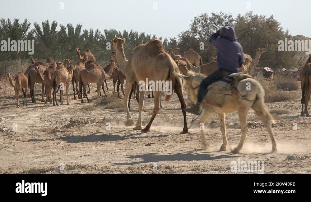 Donkey camel Stock Videos & Footage - HD and 4K Video Clips - Alamy