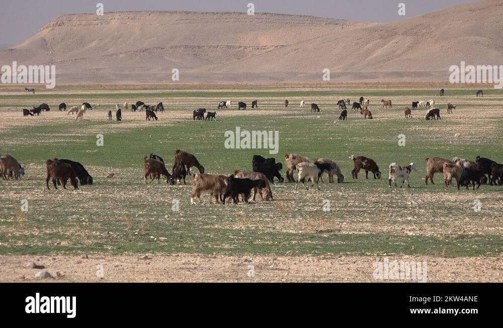 Livestock middle east Stock Videos & Footage - HD and 4K Video Clips ...