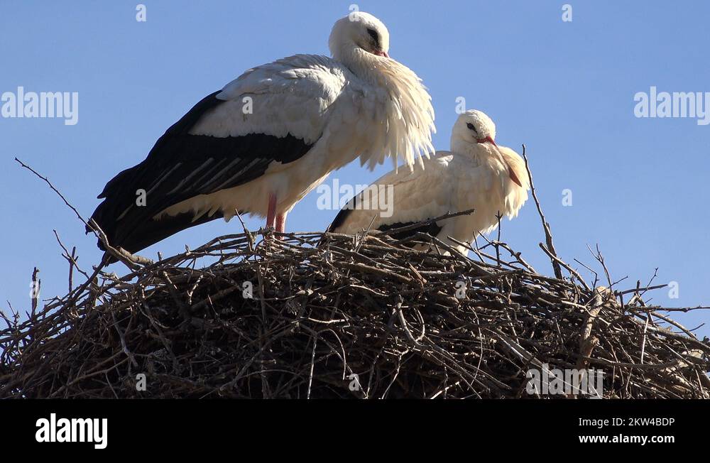 Beaks of stork Stock Videos & Footage - HD and 4K Video Clips - Alamy