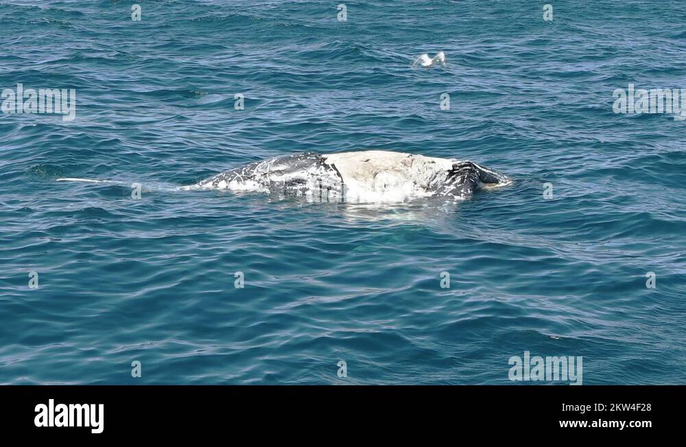 Humpback whale calf Stock Videos & Footage - HD and 4K Video Clips - Alamy