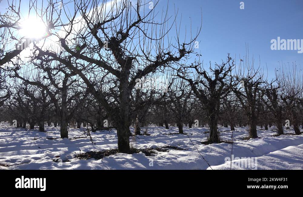 Apple Tree Orchard in Winter, Bio Fruits Farm in Snow, Sun Rays in ...
