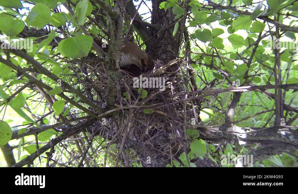 Nest of passerine Stock Videos & Footage - HD and 4K Video Clips - Alamy