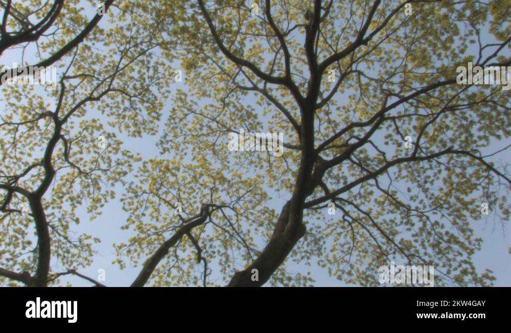 Circular trees Stock Videos & Footage - HD and 4K Video Clips - Alamy