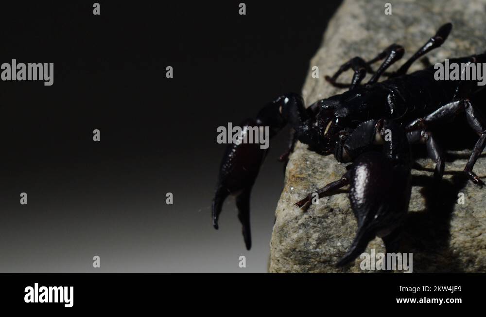 Scorpion detail Stock Videos & Footage - HD and 4K Video Clips - Alamy