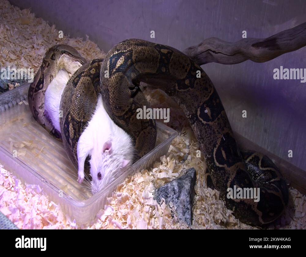 Albino snake boa constrictor Stock Videos & Footage - HD and 4K Video ...