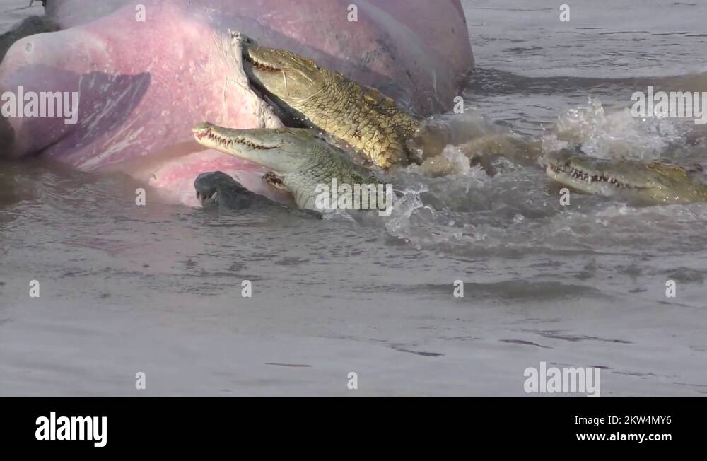 Crocodile tail meat Stock Videos & Footage - HD and 4K Video Clips - Alamy