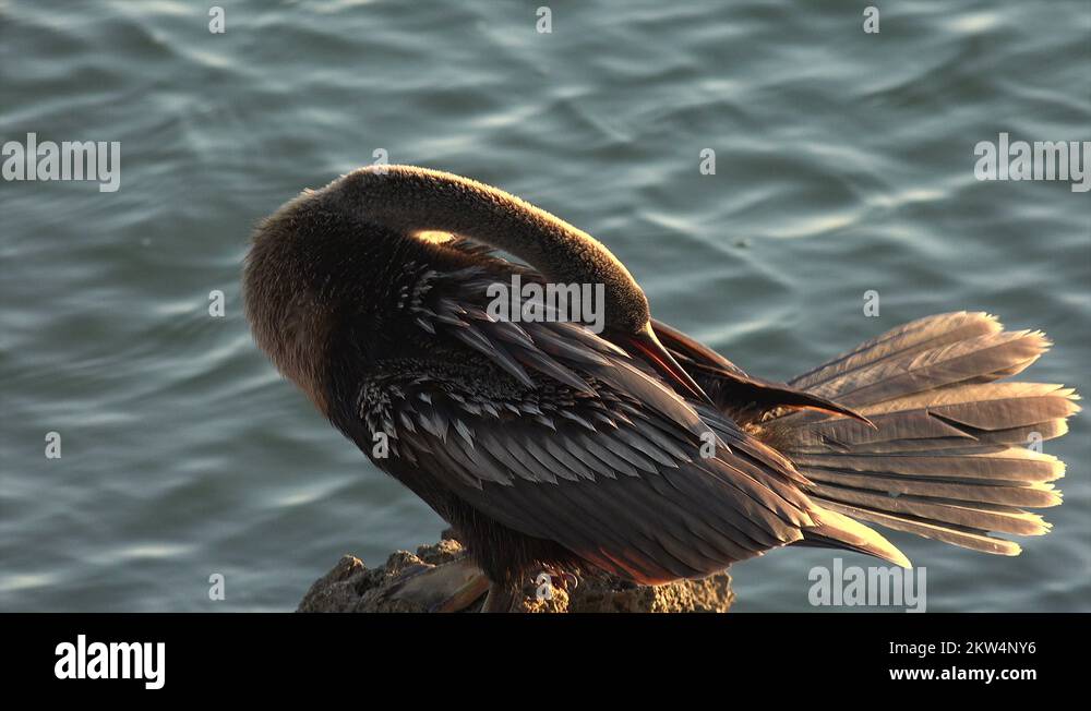 Anhinga anhinga anhinga leucogaster Stock Videos & Footage - HD and 4K ...