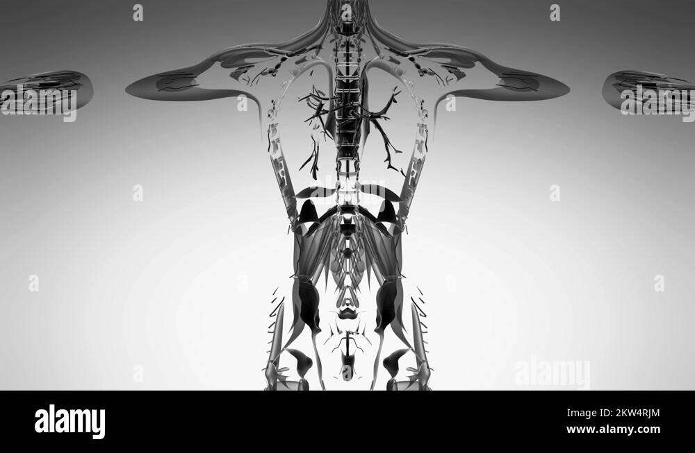 Loop Science Anatomy Tomography Scan Of Human Body Stock Video Footage ...