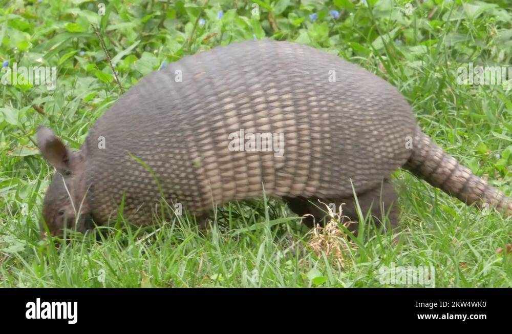 Armadillo bugs Stock Videos & Footage - HD and 4K Video Clips - Alamy