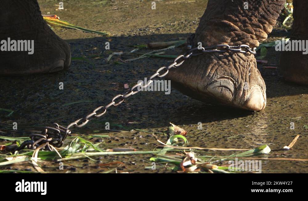 Elephant captive Stock Videos & Footage - HD and 4K Video Clips - Alamy