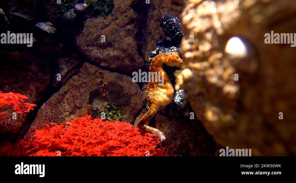 Pot bellied seahorse hippocampus Stock Videos & Footage - HD and 4K ...