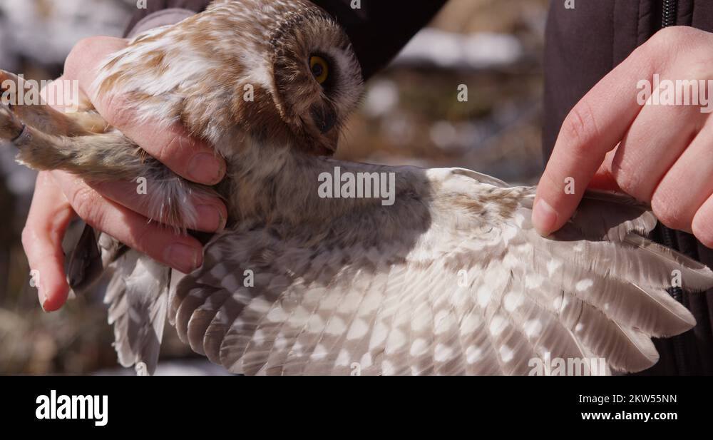 Snow owl feet Stock Videos & Footage - HD and 4K Video Clips - Alamy