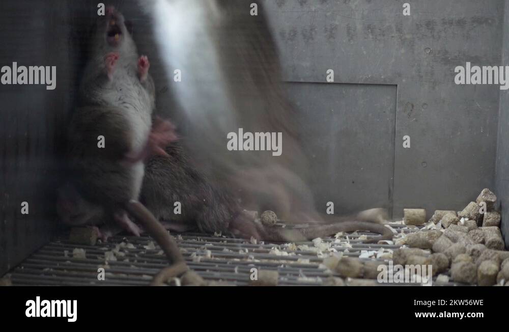 Rats fighting Stock Videos & Footage - HD and 4K Video Clips - Alamy