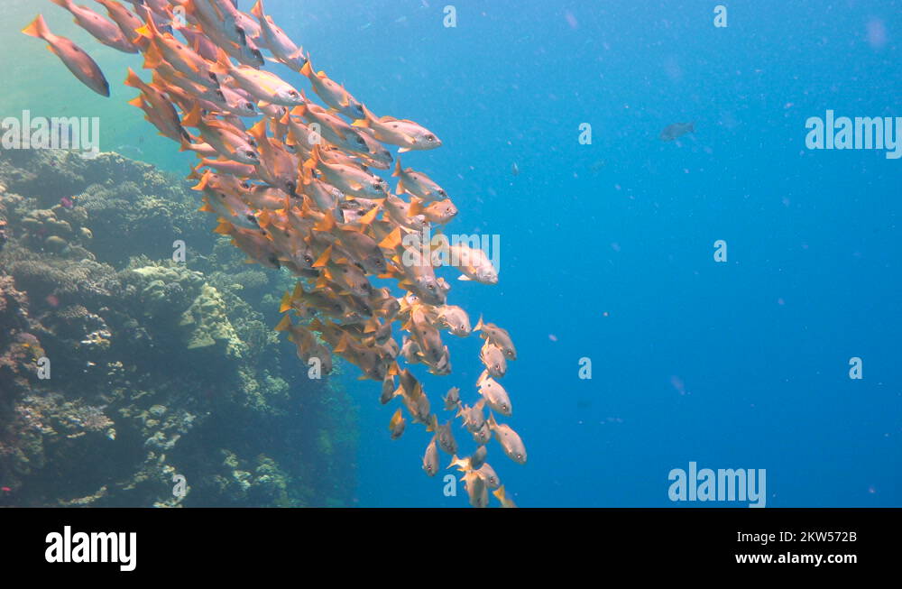 Snappersfish Stock Videos & Footage - HD and 4K Video Clips - Alamy