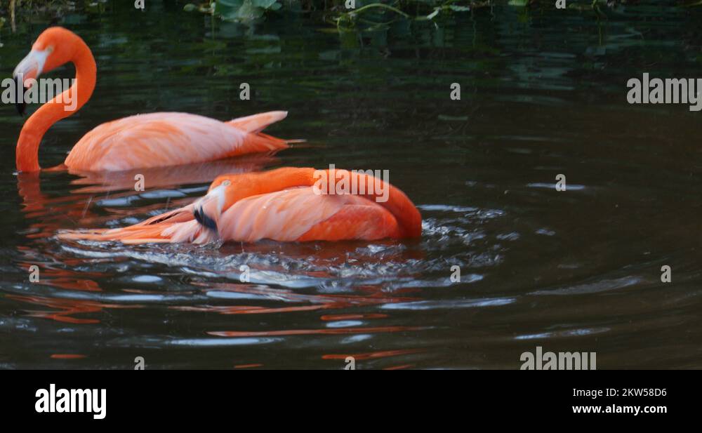 Birds washing Stock Videos & Footage - HD and 4K Video Clips - Alamy