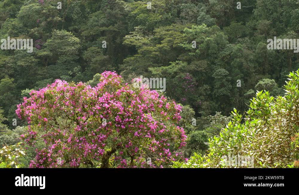 Tibouchina tree Stock Videos & Footage - HD and 4K Video Clips - Alamy