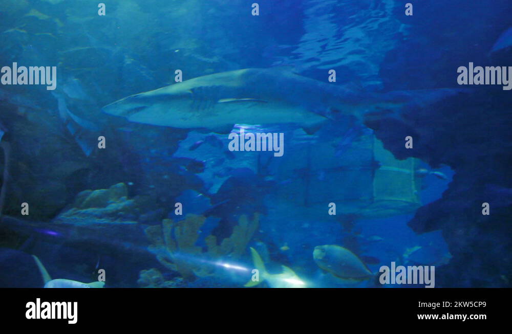 Sand Tiger Shark Carcharias taurus , dangerous fish floating in special ...
