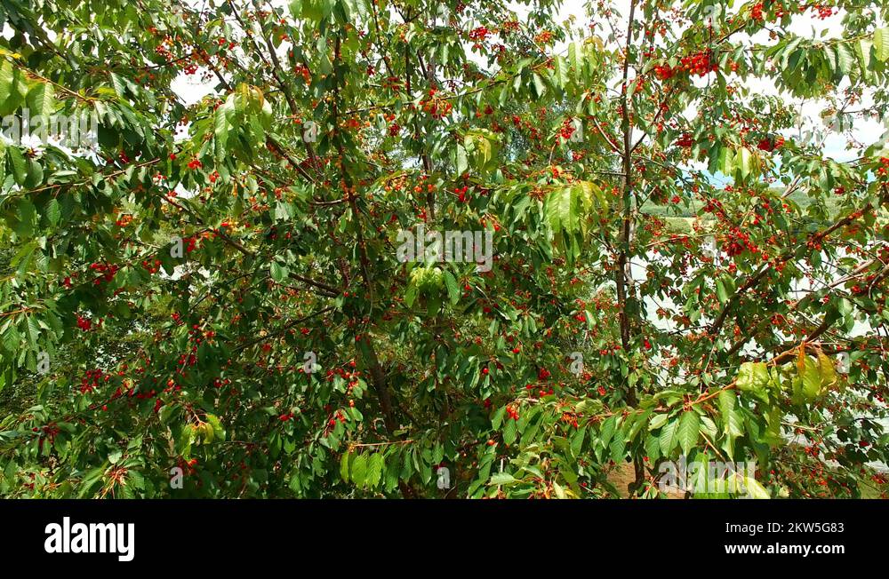 Big tree with red berries. Aerial. About greenery, decorations, drone ...