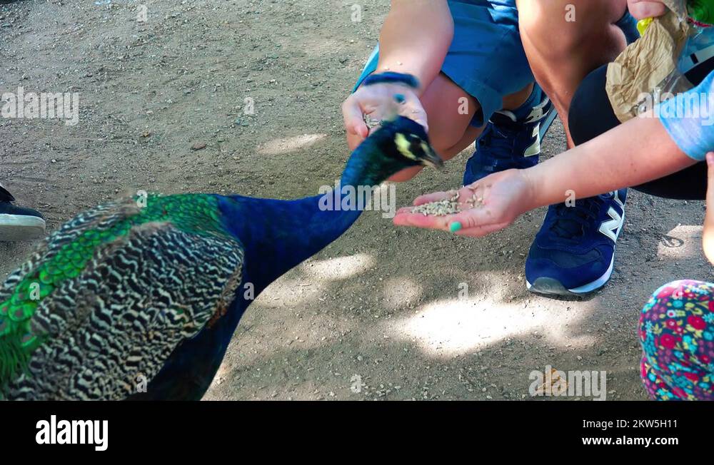 Peacock seeds Stock Videos & Footage - HD and 4K Video Clips - Alamy