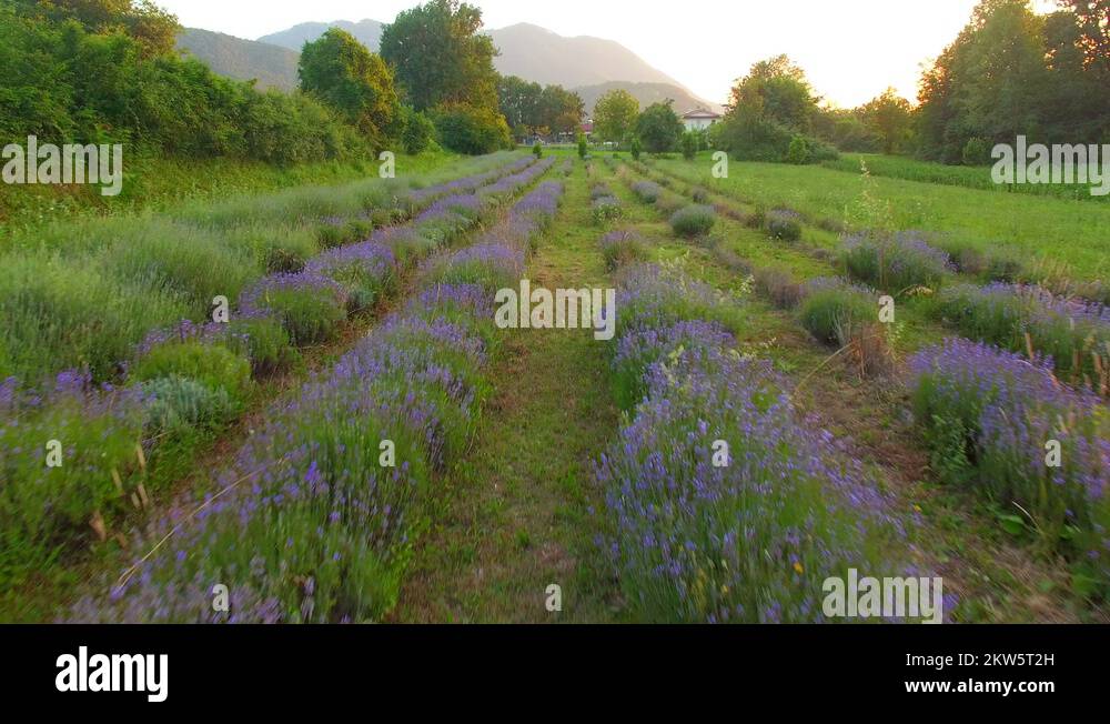 Nature plot Stock Videos & Footage - HD and 4K Video Clips - Alamy