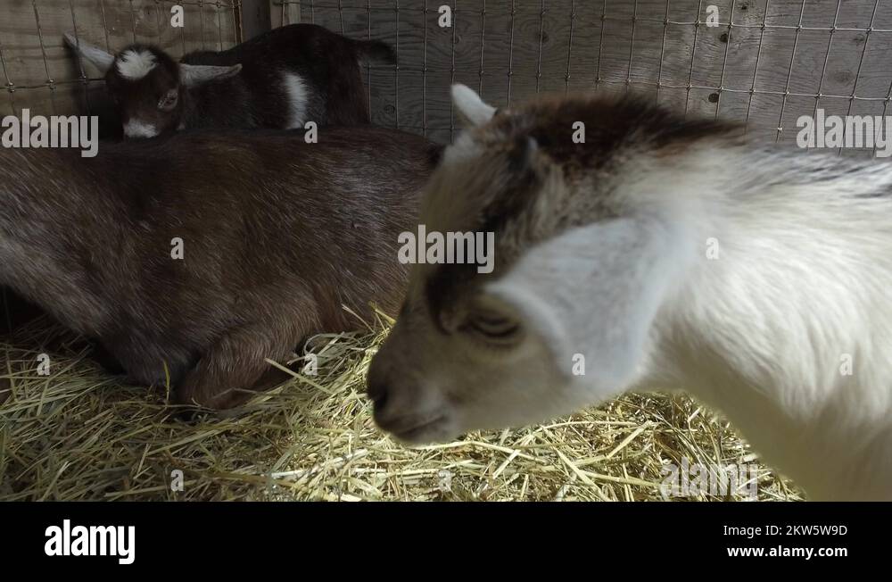 Goat teeth Stock Videos & Footage - HD and 4K Video Clips - Alamy