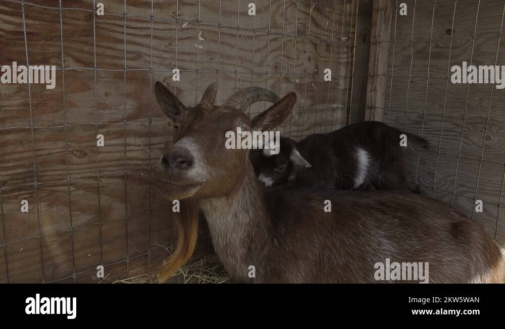 Caged beast Stock Videos & Footage - HD and 4K Video Clips - Alamy