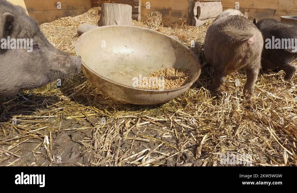 Pig fighting Stock Videos & Footage - HD and 4K Video Clips - Alamy