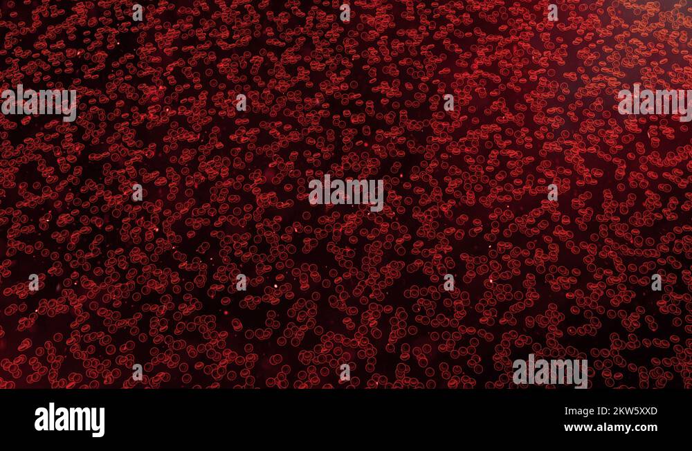 Red blood cells flowing magnified under microscope, high density. Blood ...