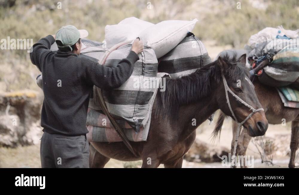Mule harness Stock Videos & Footage - HD and 4K Video Clips - Alamy