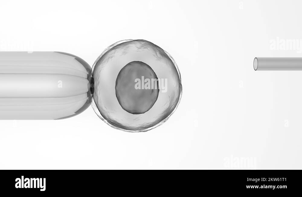 Cell injection macro view, cloning process, DNA material injected into ...