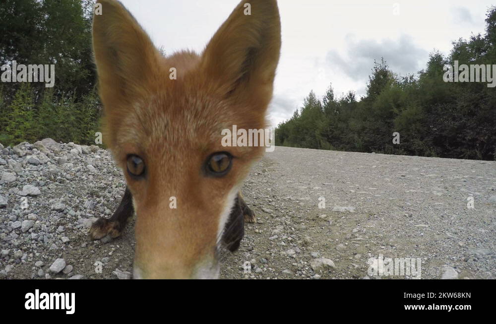 Vulpes vulpes vulpine Stock Videos & Footage - HD and 4K Video Clips ...