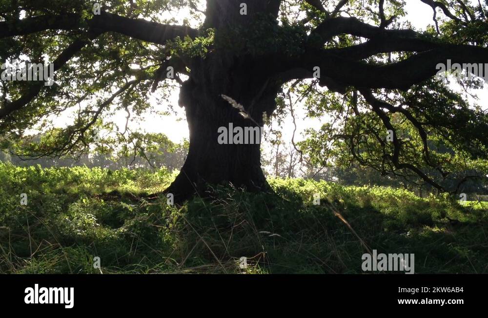 Ancient british tree Stock Videos & Footage - HD and 4K Video Clips - Alamy