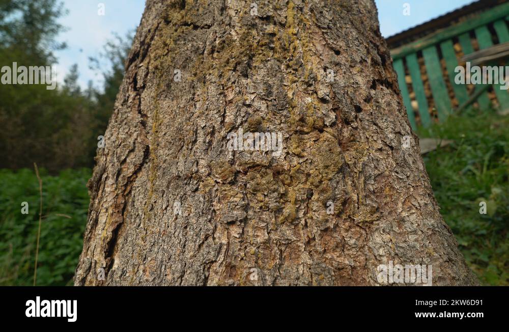 Soft rot Stock Videos & Footage - HD and 4K Video Clips - Alamy