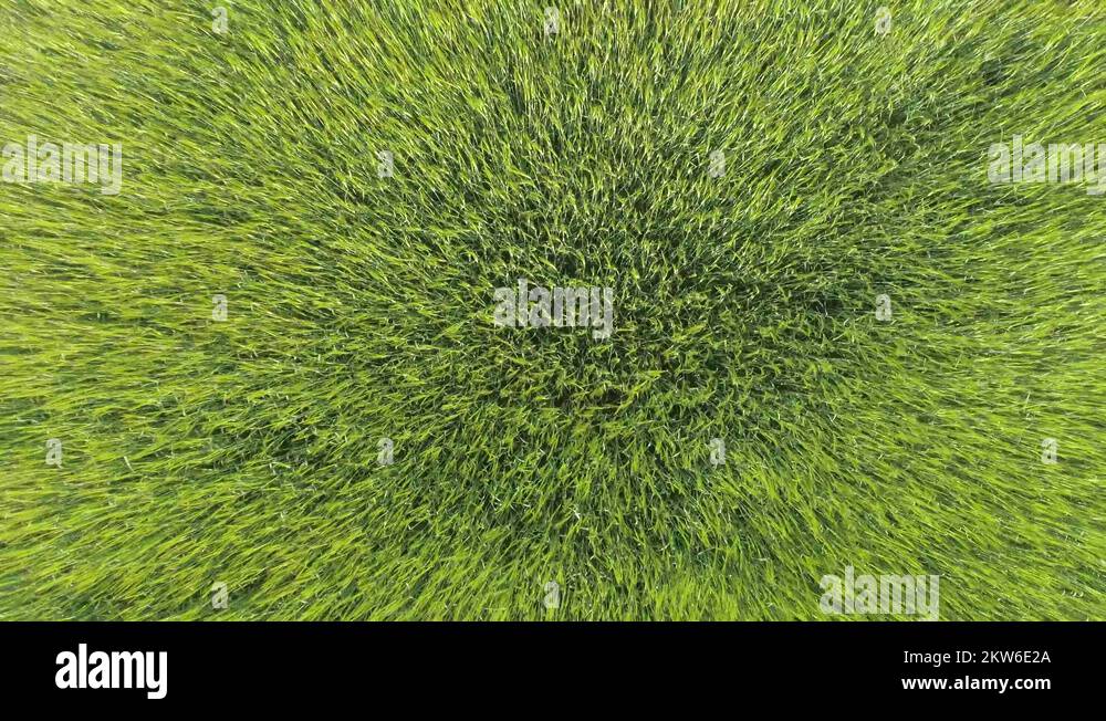 Waves of wheat Stock Videos & Footage - HD and 4K Video Clips - Alamy
