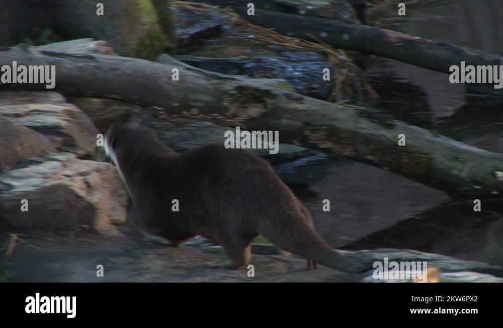Beaver border Stock Videos & Footage - HD and 4K Video Clips - Alamy