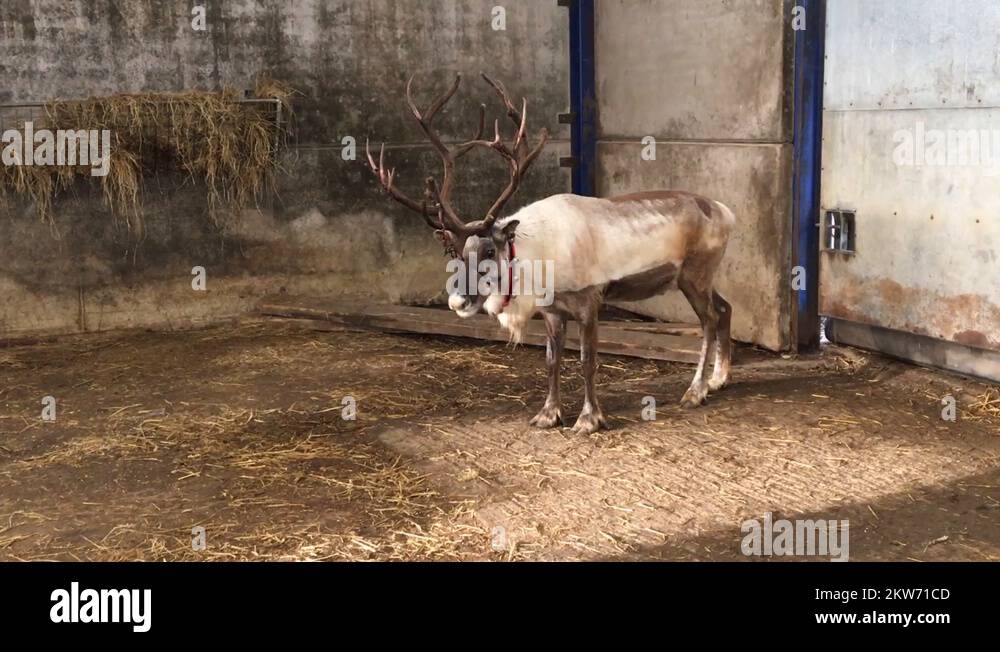 Reindeer farming Stock Videos & Footage - HD and 4K Video Clips - Alamy