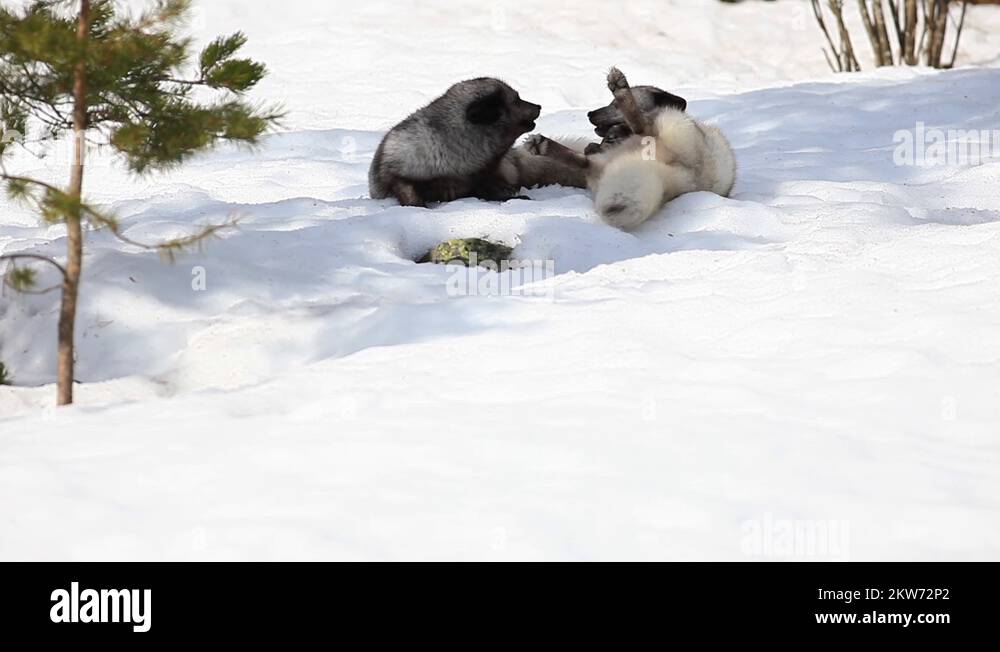 Fox mating Stock Videos & Footage - HD and 4K Video Clips - Alamy