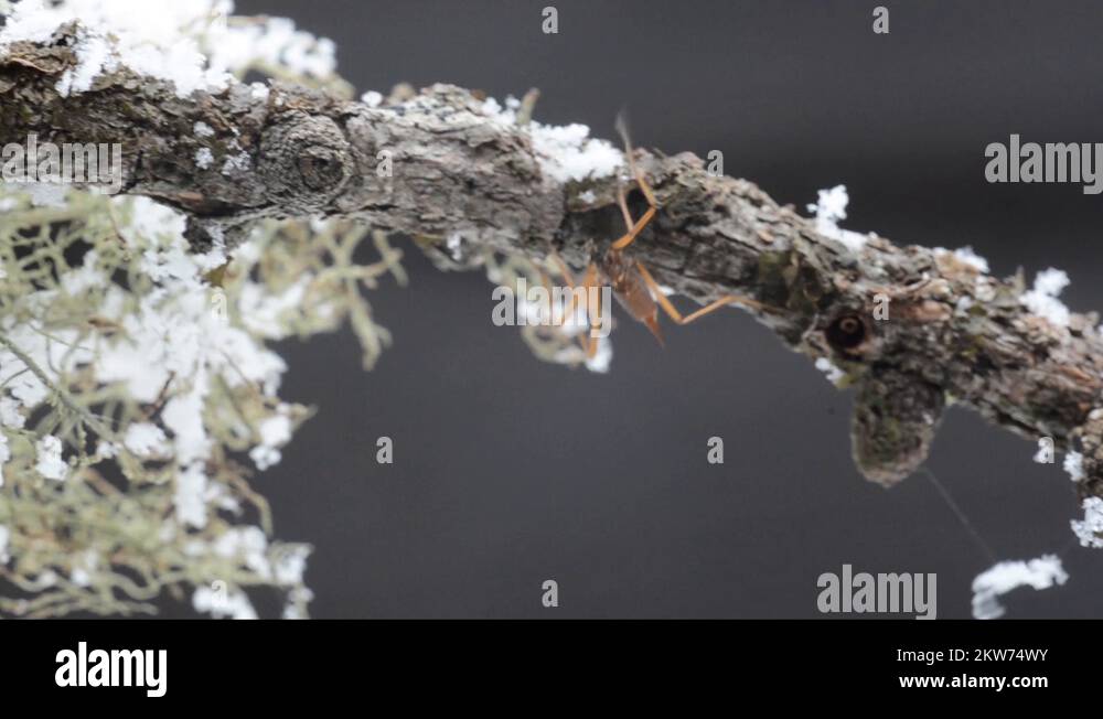 Chionea lutescens - insect during winter when it's snowing Stock Video ...