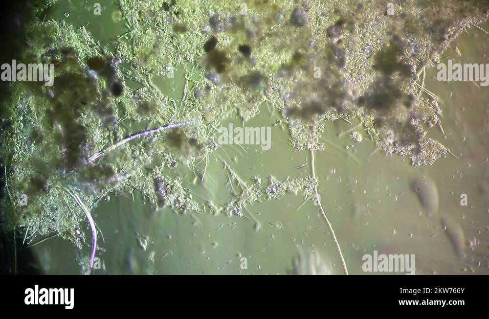 Different colonies Stock Videos & Footage - HD and 4K Video Clips - Alamy