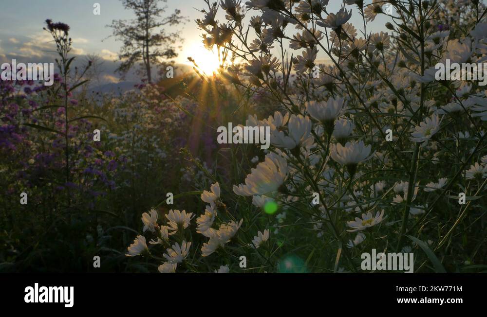 Field of sun light Stock Videos & Footage - HD and 4K Video Clips - Alamy
