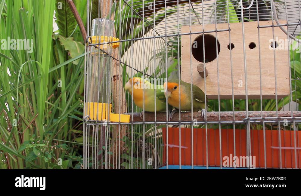 Budgie water Stock Videos & Footage - HD and 4K Video Clips - Alamy