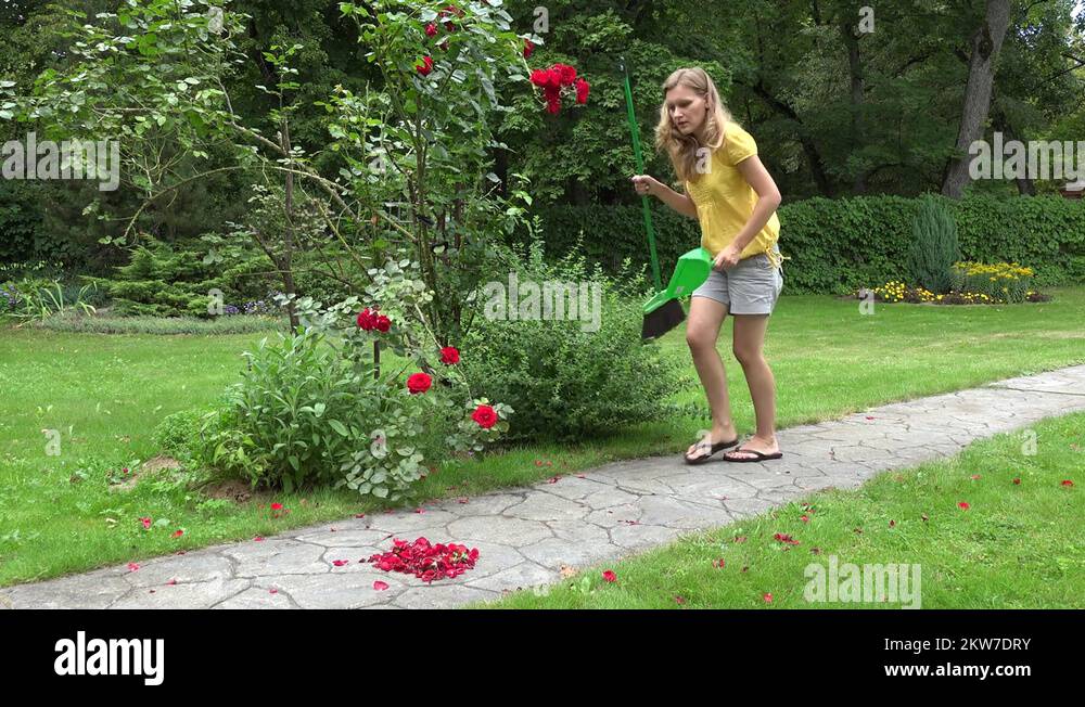 woman sweep with broom fallen rose petals on garden path. 4K Stock Video Footage - Alamy