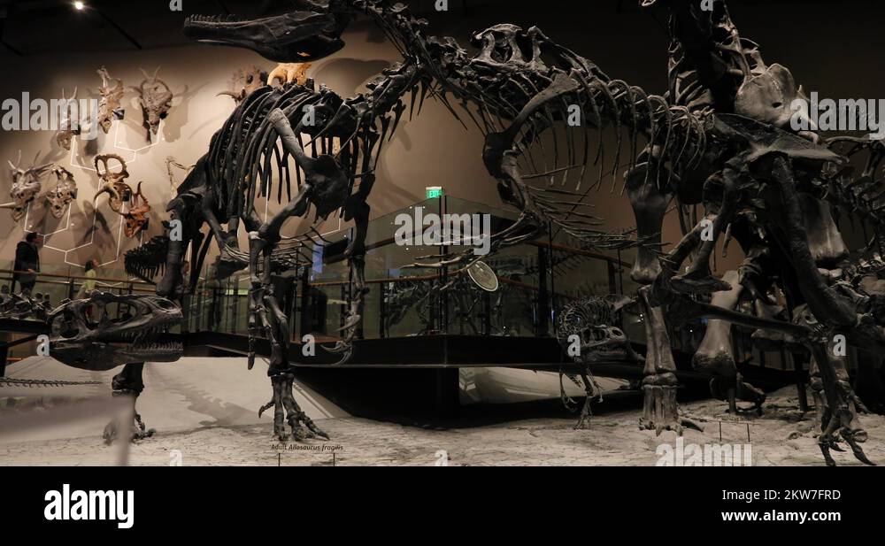 Exhibition bones skeletons in paleontology Stock Videos & Footage - HD ...