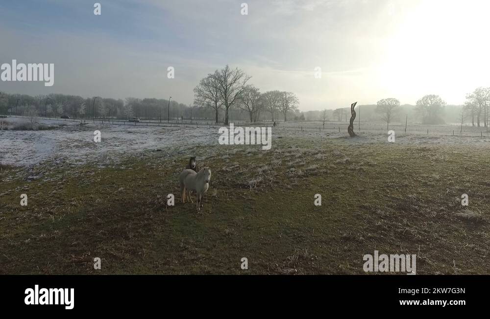 Dutch wild animals Stock Videos & Footage - HD and 4K Video Clips - Alamy